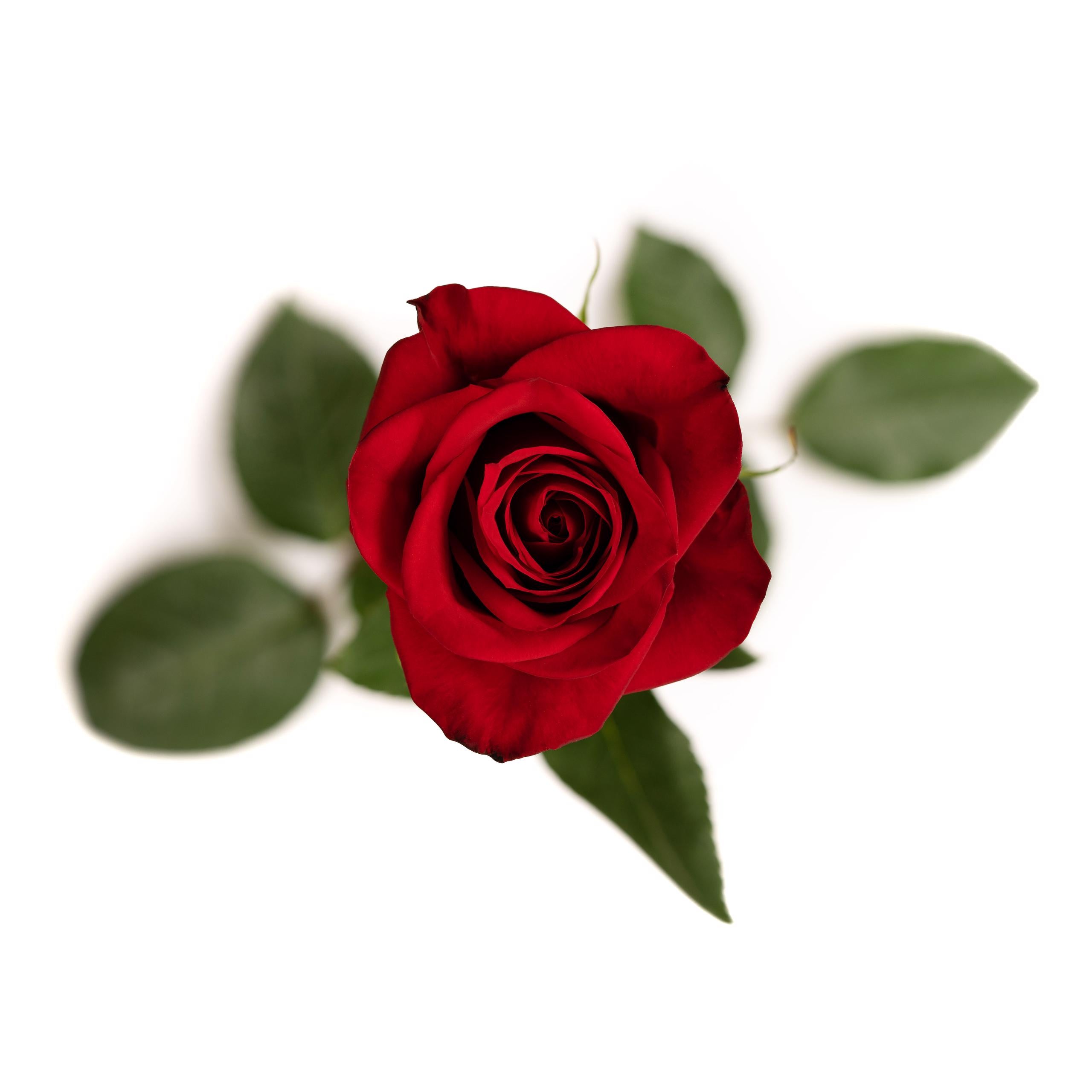 Roses – Skyline Flowers