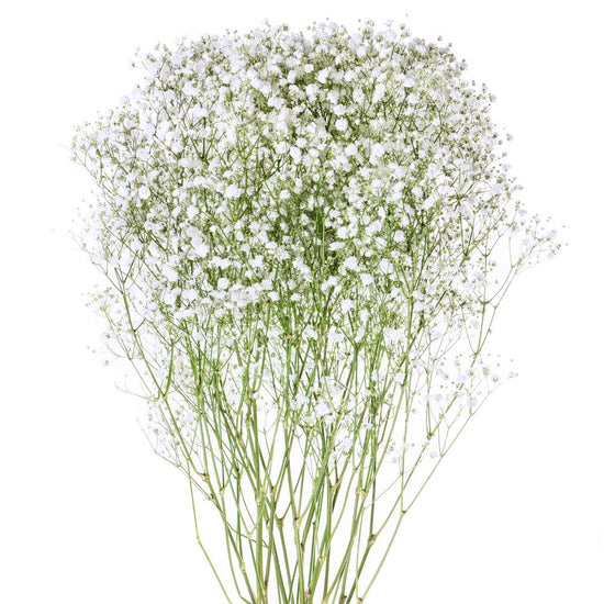 Gyp Big Bloom - 10 stem bunch – Skyline Flowers