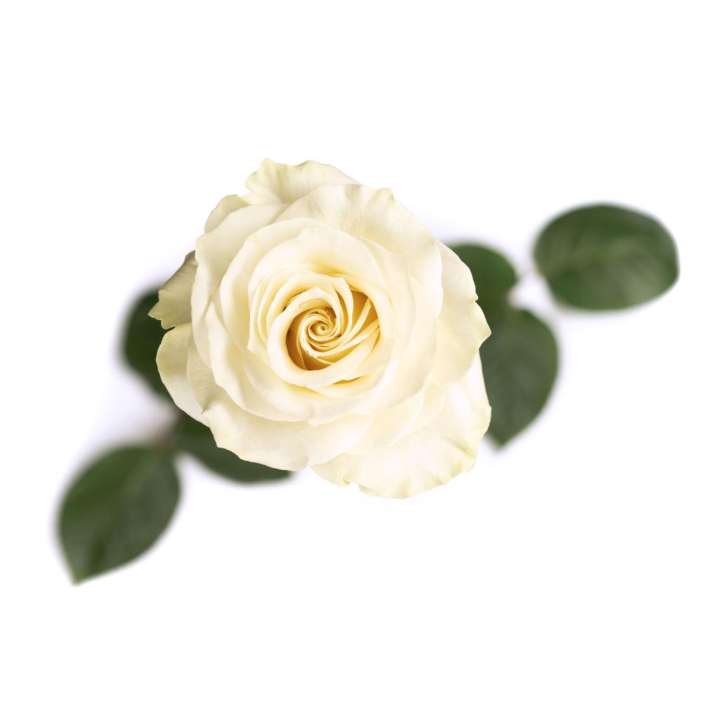 Roses – Skyline Flowers