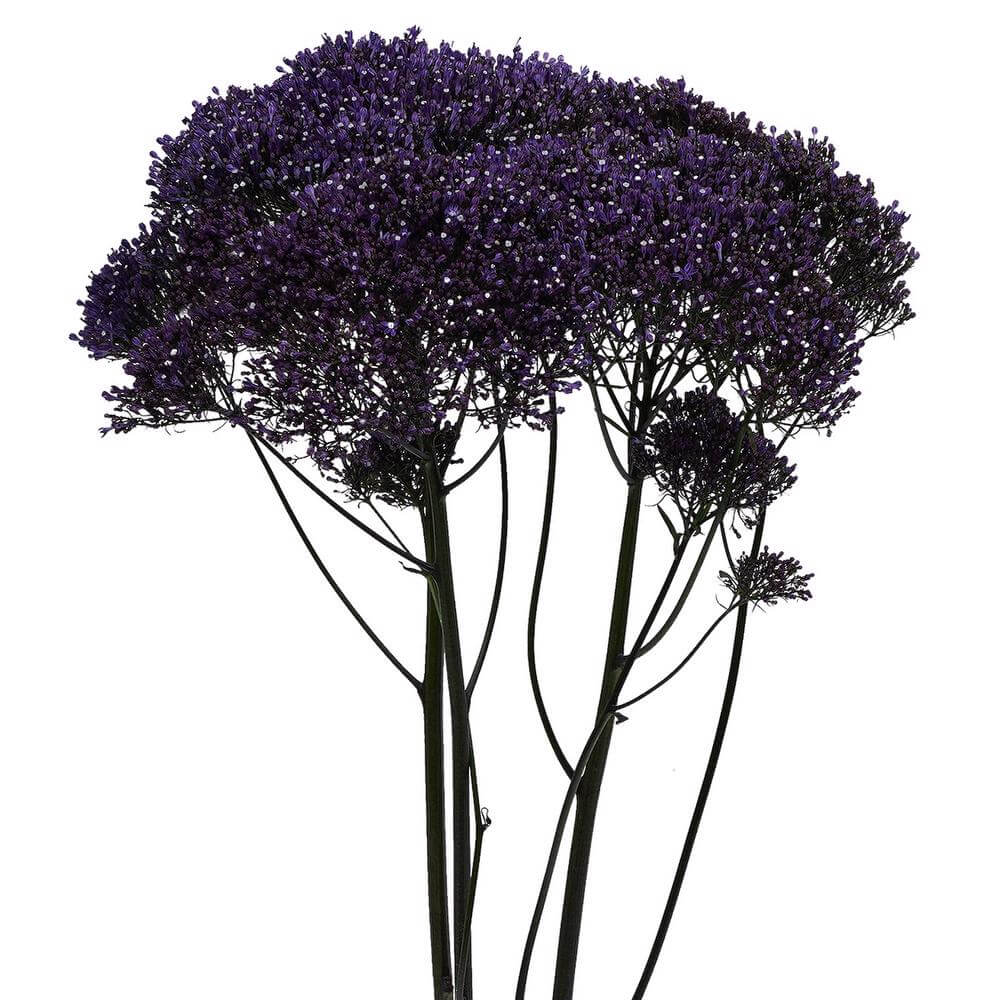 Fillers – Skyline Flowers