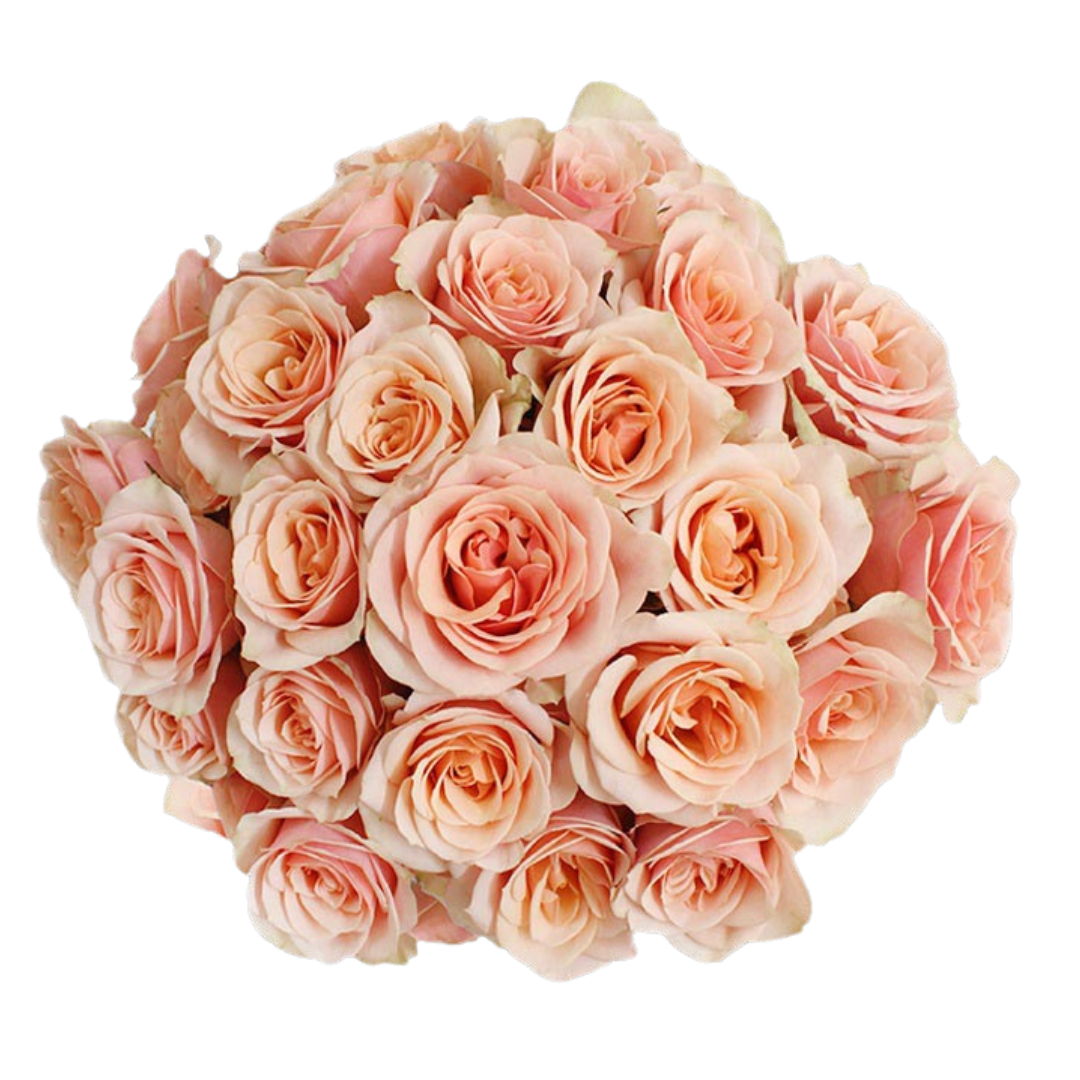 Spray Roses – Skyline Flowers